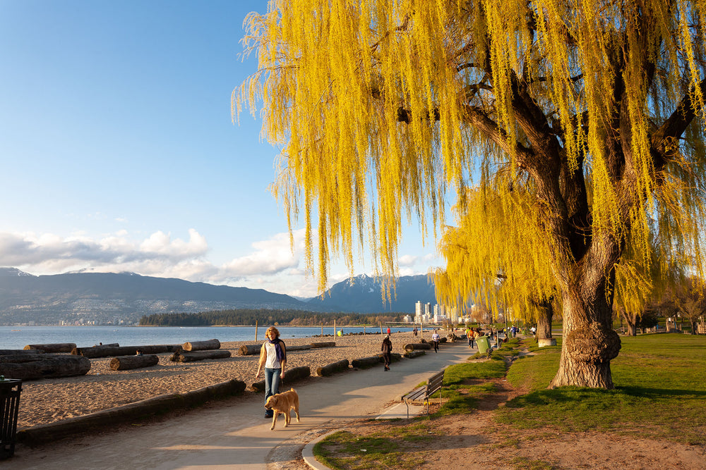 Tayybeh Finds Its New Home in Kitsilano: Embracing the Vibrant Neighbo